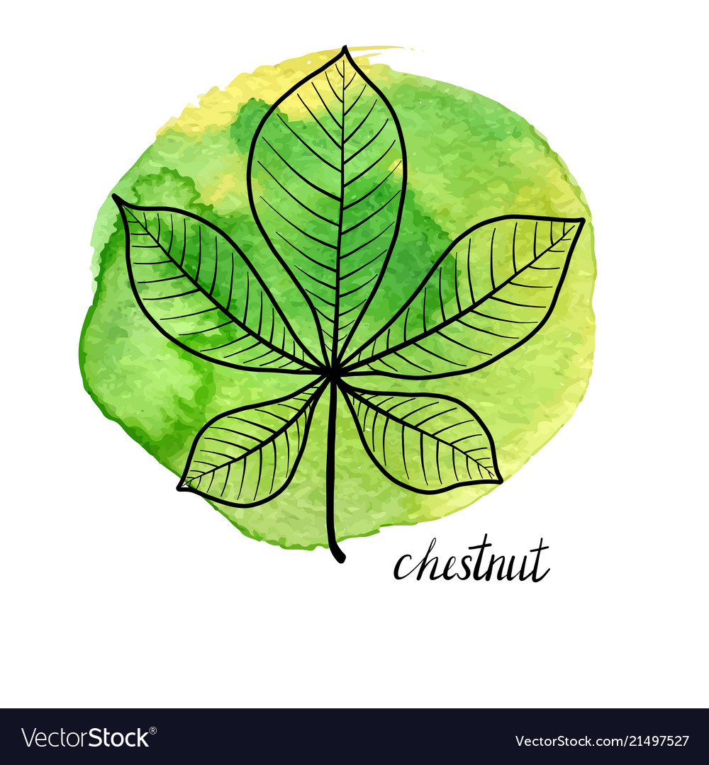 Leaf chestnut Royalty Free Vector Image - VectorStock
