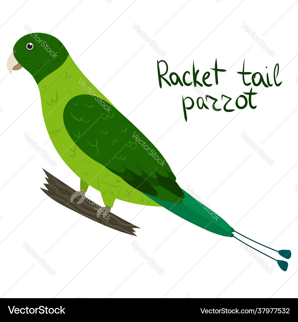 Green racket-tail parrot in cartoon style on white