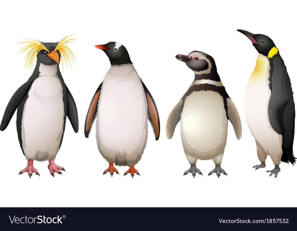Penguins Royalty Free Vector Image - VectorStock