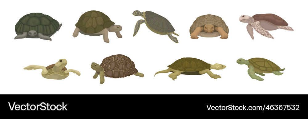 Turtles with bony shell as land-dwelling and sea Vector Image