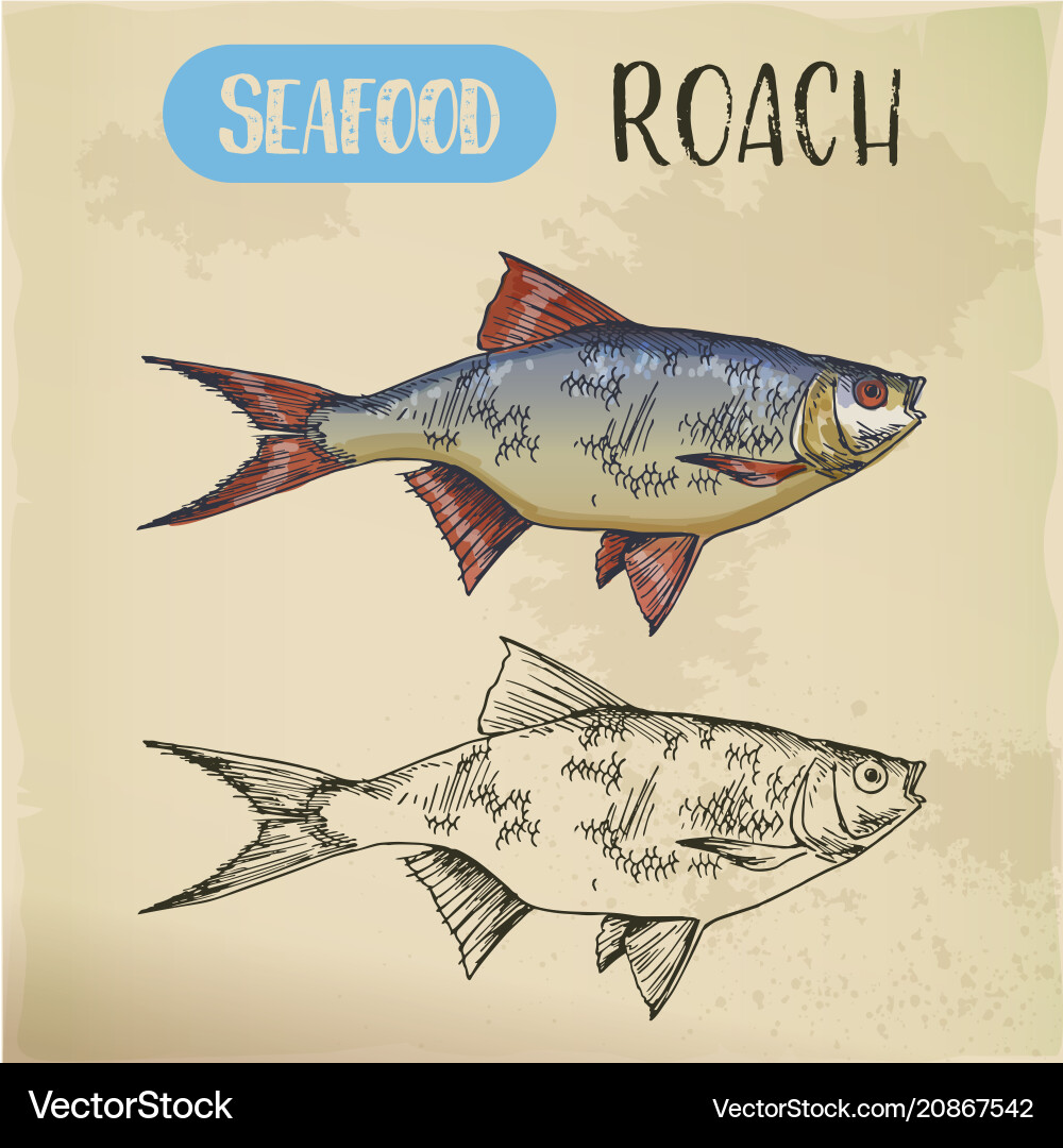 Seafood or common sea roach slater sketch Vector Image