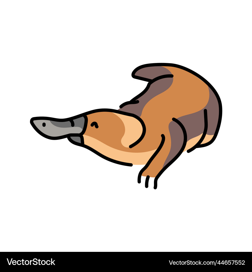 Australian platypus color line Royalty Free Vector Image