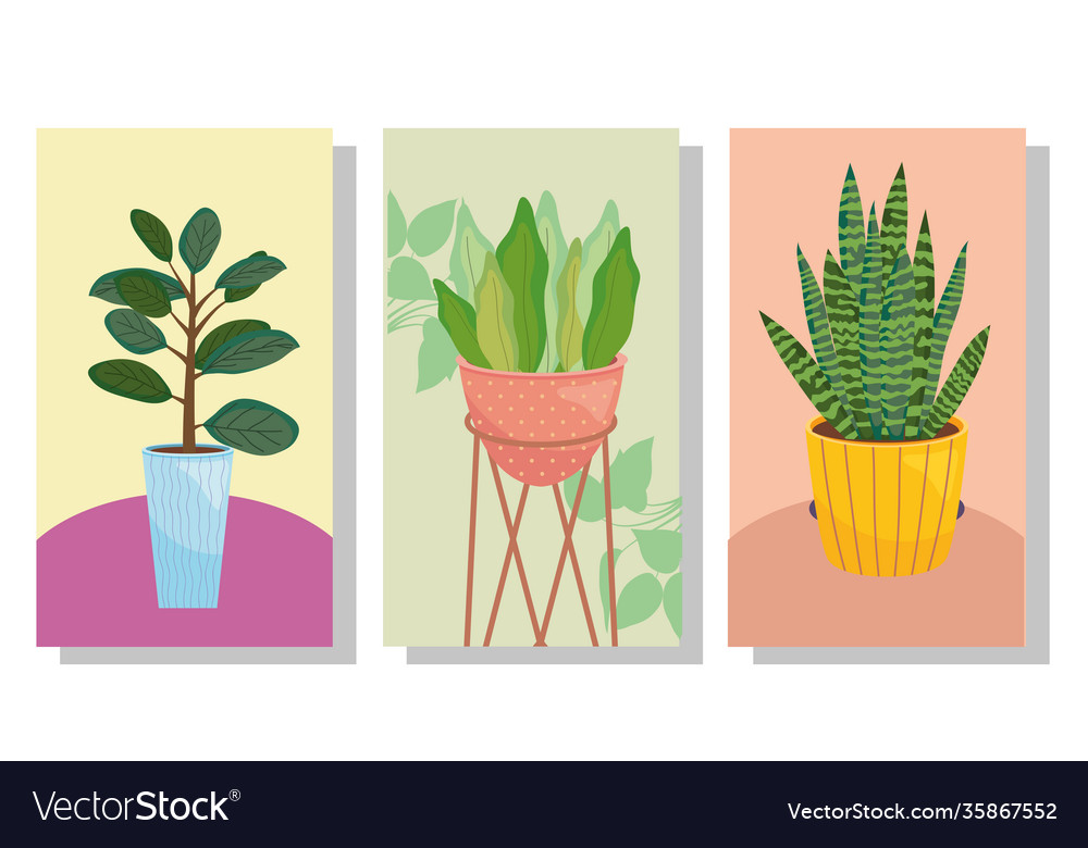 Three plants inside pots in frames design Vector Image