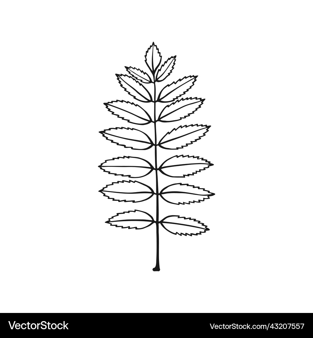 Hand drawn rowan leaf outline line art style Vector Image