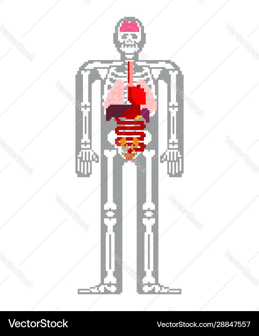 Human anatomy pixel art 8bit internal organs Vector Image