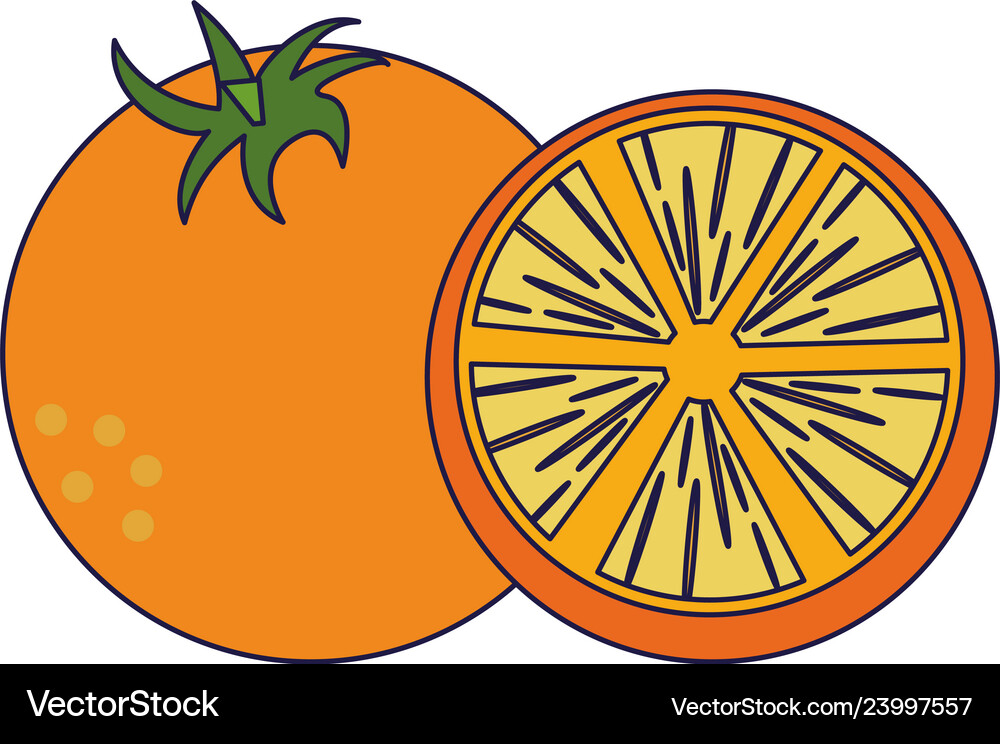 Orange citric fruits Royalty Free Vector Image