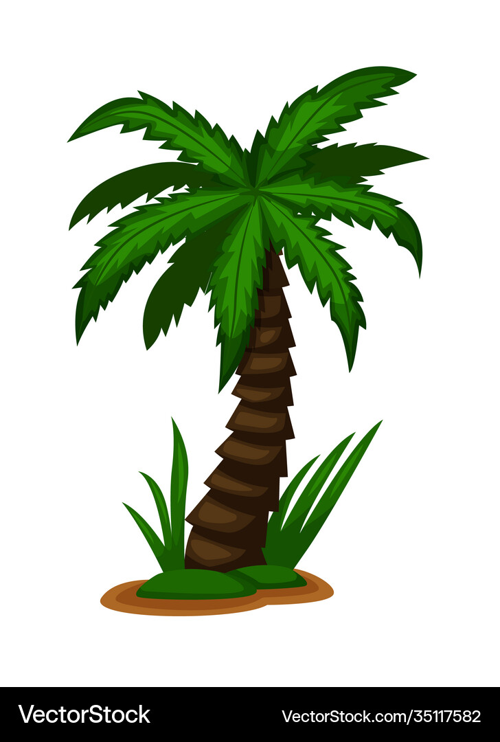 Green palm tree isolated on white background Vector Image