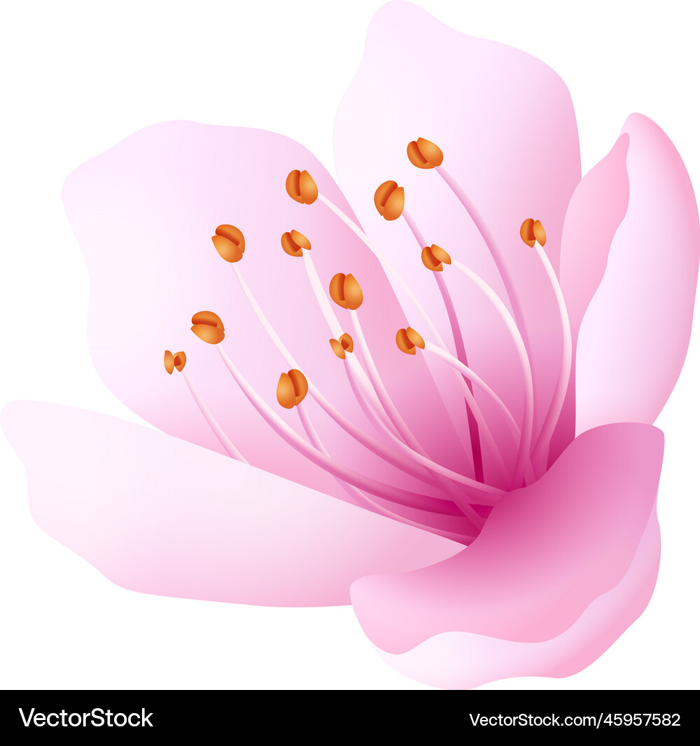 Japanese pink flower cherry bloom realistic Vector Image