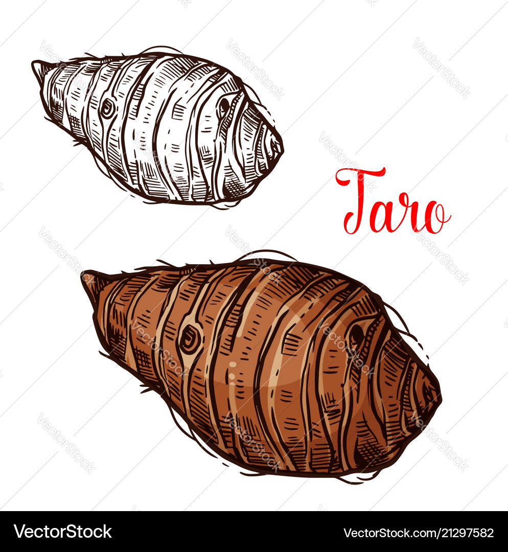 Taro sketch tropical plant tuber Royalty Free Vector Image