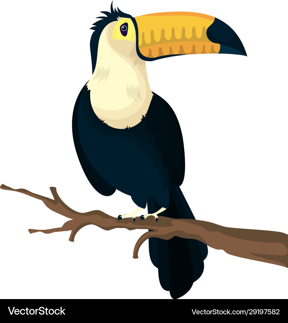 Toucan bird exotic animal icon Royalty Free Vector Image
