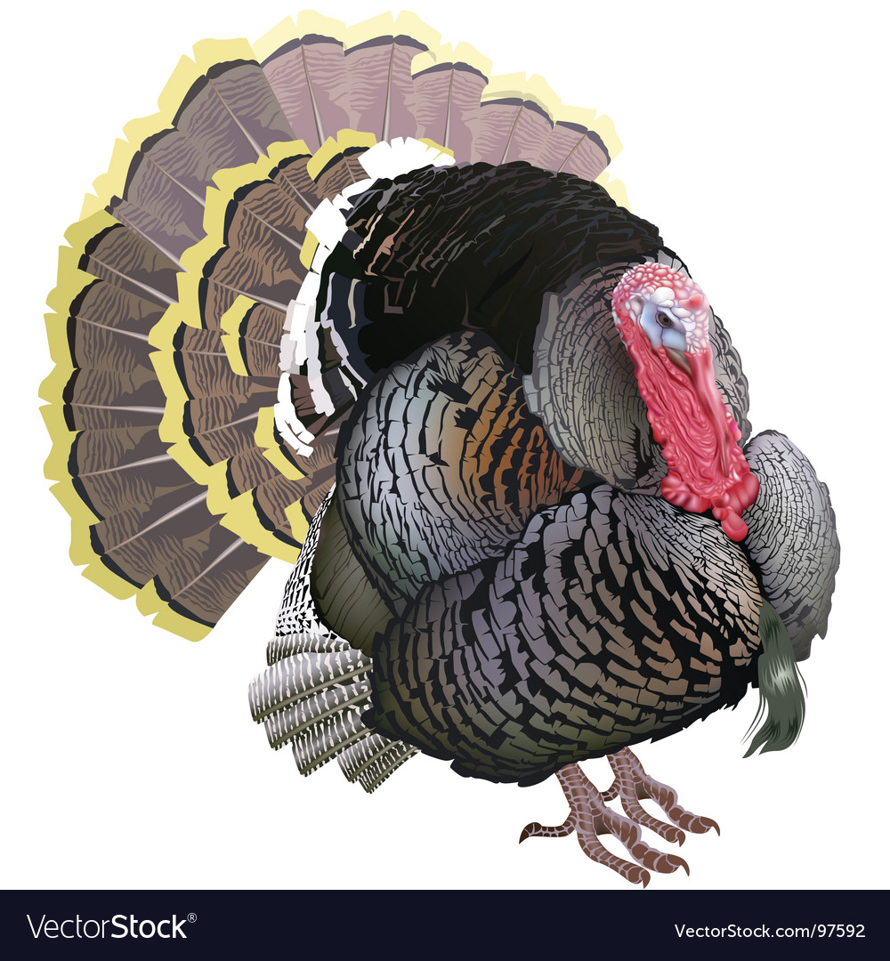 Turkey Royalty Free Vector Image - VectorStock