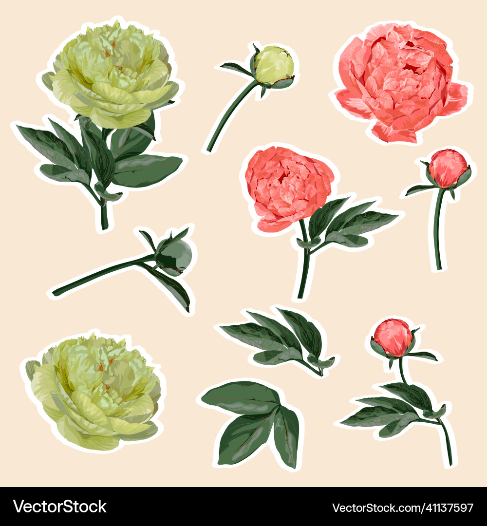 Set of peony flowers elements stickers Royalty Free Vector