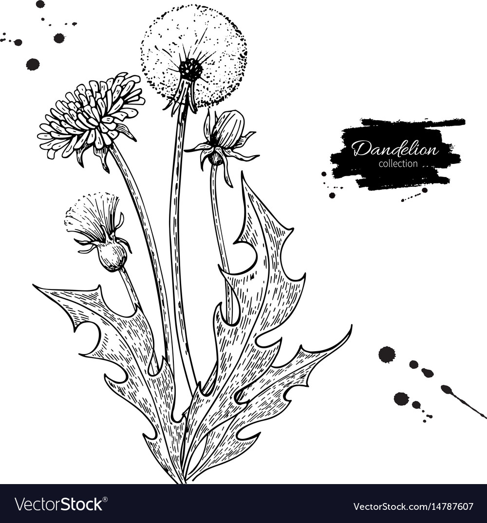 Dandelion flower drawing set isolated wild Vector Image Dandelion flower drawing set isolated wild Vector Image