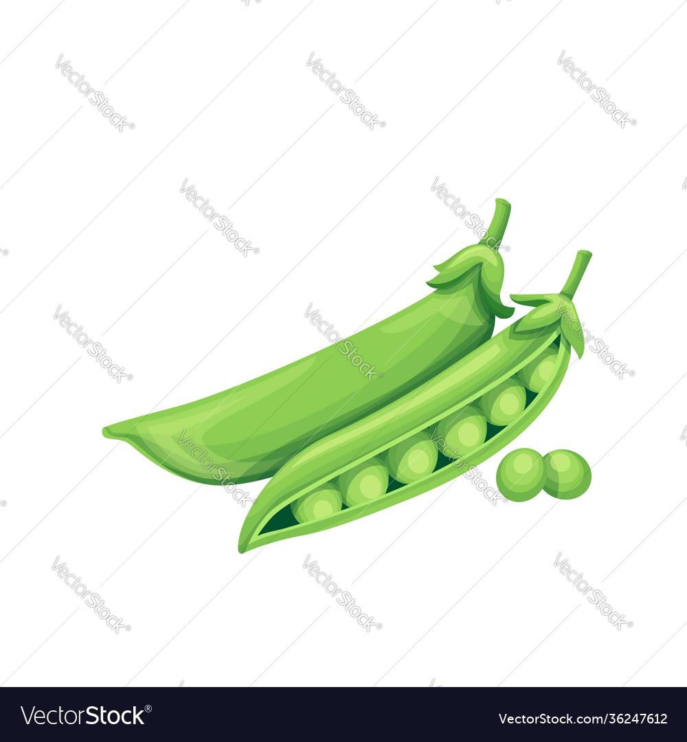 Green pea Royalty Free Vector Image - VectorStock