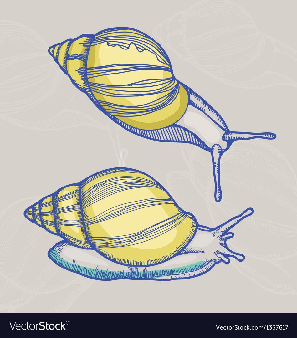 Snail Royalty Free Vector Image - VectorStock