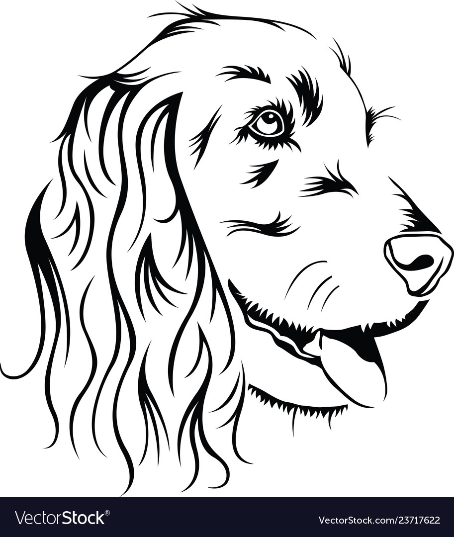 Cocker spaniel Royalty Free Vector Image - VectorStock