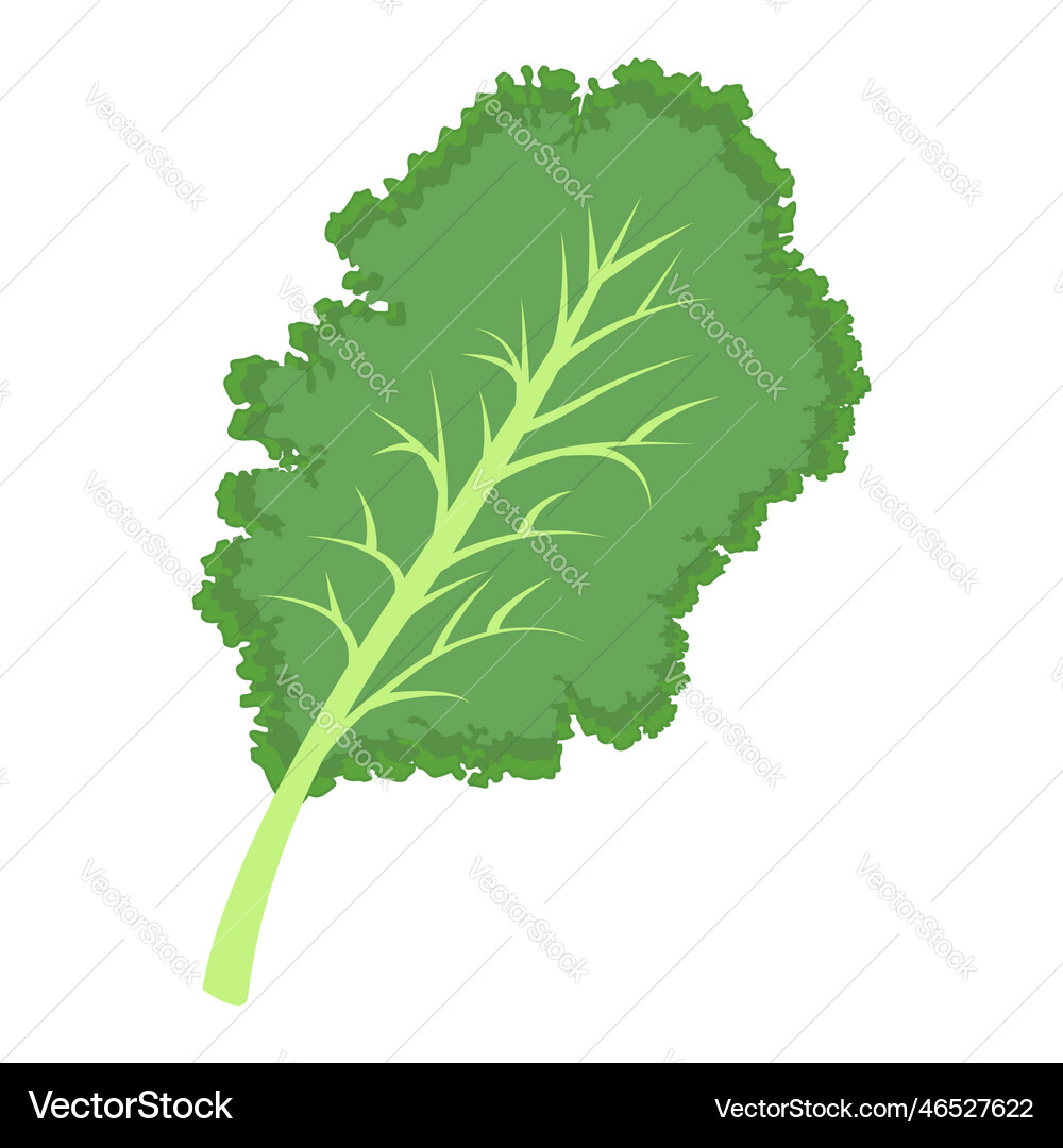 Kale plant fresh culinary green Royalty Free Vector Image
