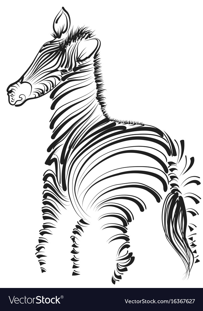 Zebra Royalty Free Vector Image - VectorStock