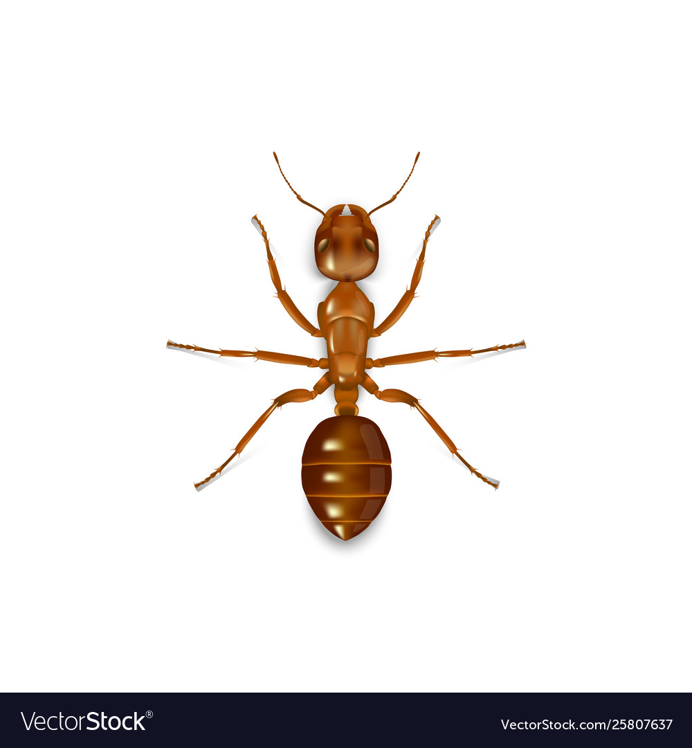 Ant Royalty Free Vector Image - VectorStock