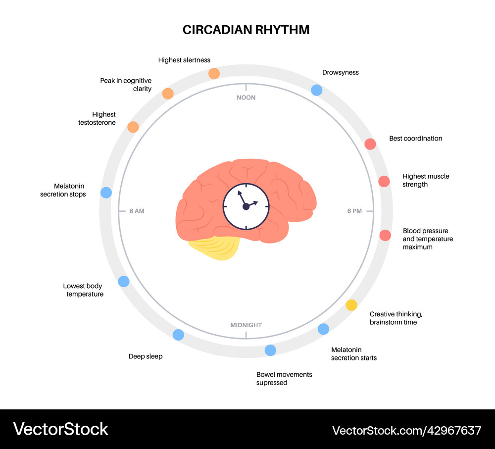 Sleep Wake Cycle Royalty Free Vector Image Vectorstock