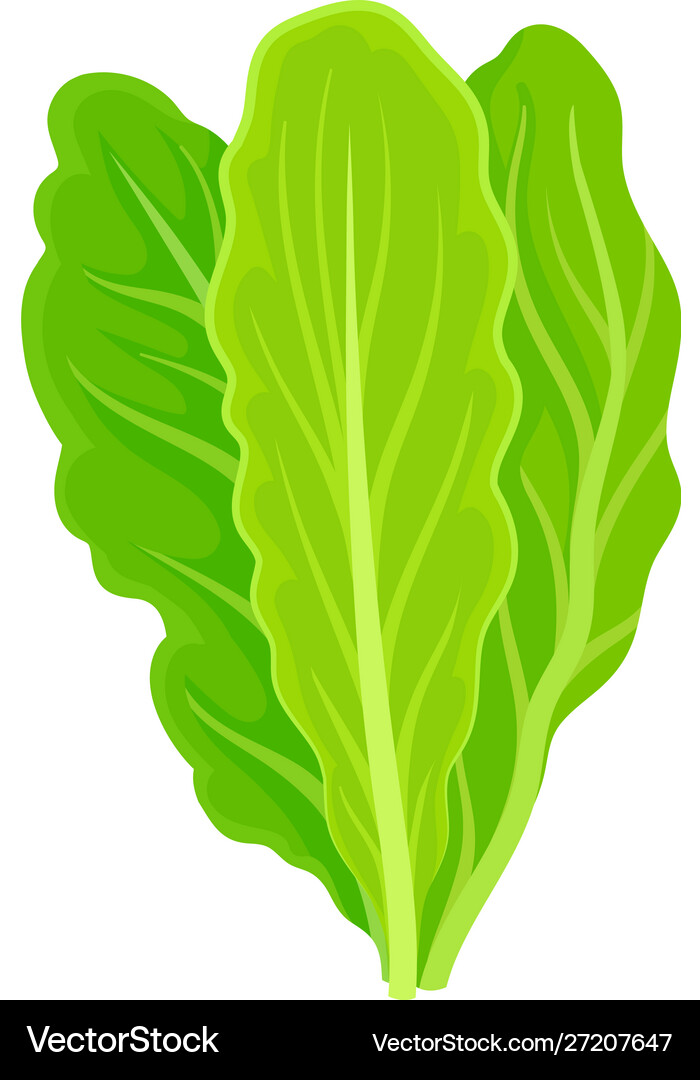 Three fresh lettuce leaves Royalty Free Vector Image