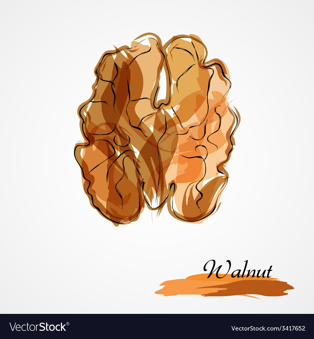 Walnut half Royalty Free Vector Image - VectorStock