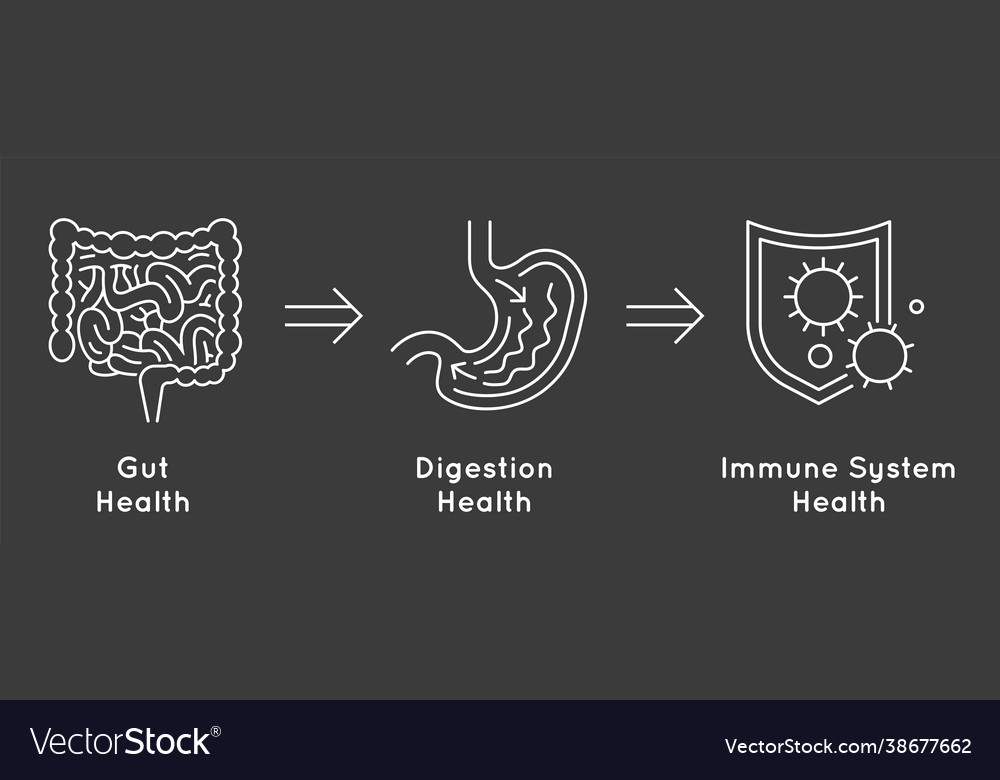 Gut - brain axis landscape poster useful Vector Image