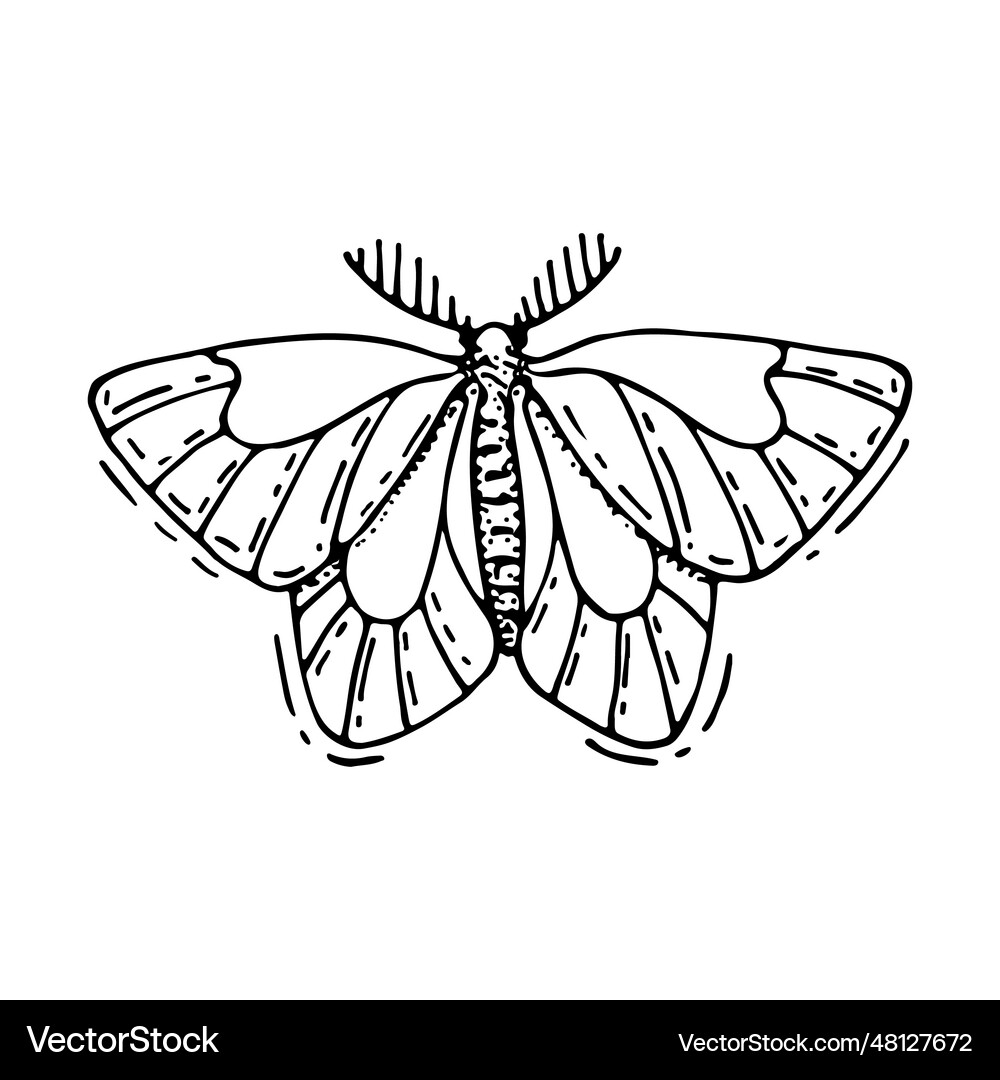 Moth line art mysterious butterfly winged insect Vector Image