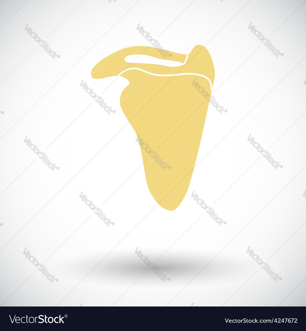 Scapula Royalty Free Vector Image - VectorStock