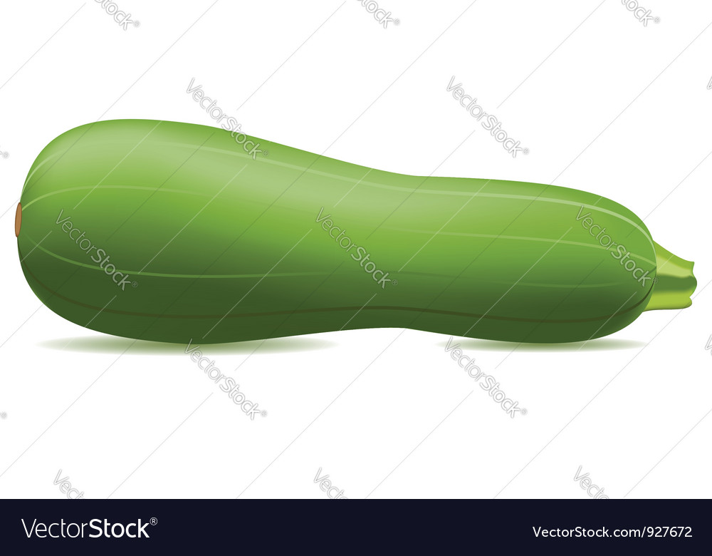 Zucchini Royalty Free Vector Image - VectorStock