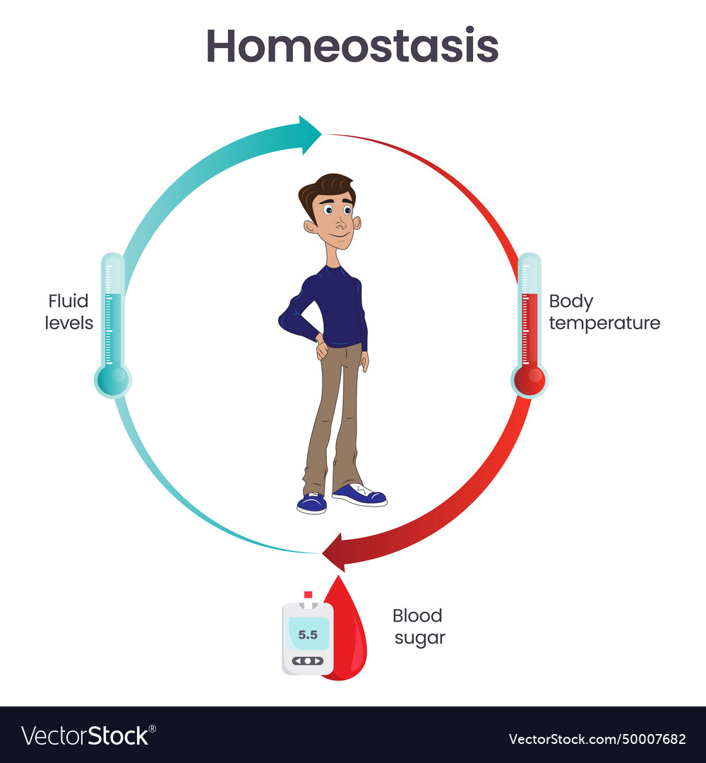 Biology homeostasis science Royalty Free Vector Image Biology homeostasis science Royalty Free Vector Image