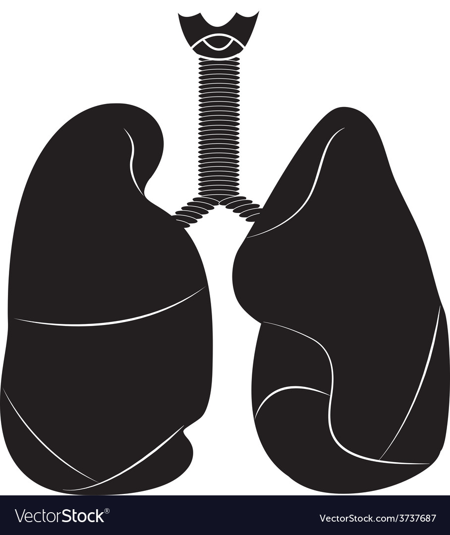 Lungs Royalty Free Vector Image - VectorStock