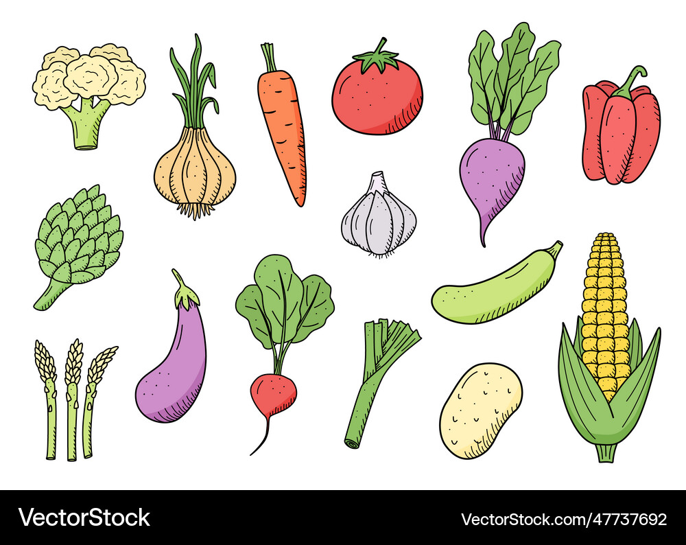 Collection of colored drawing vegetables Vector Image