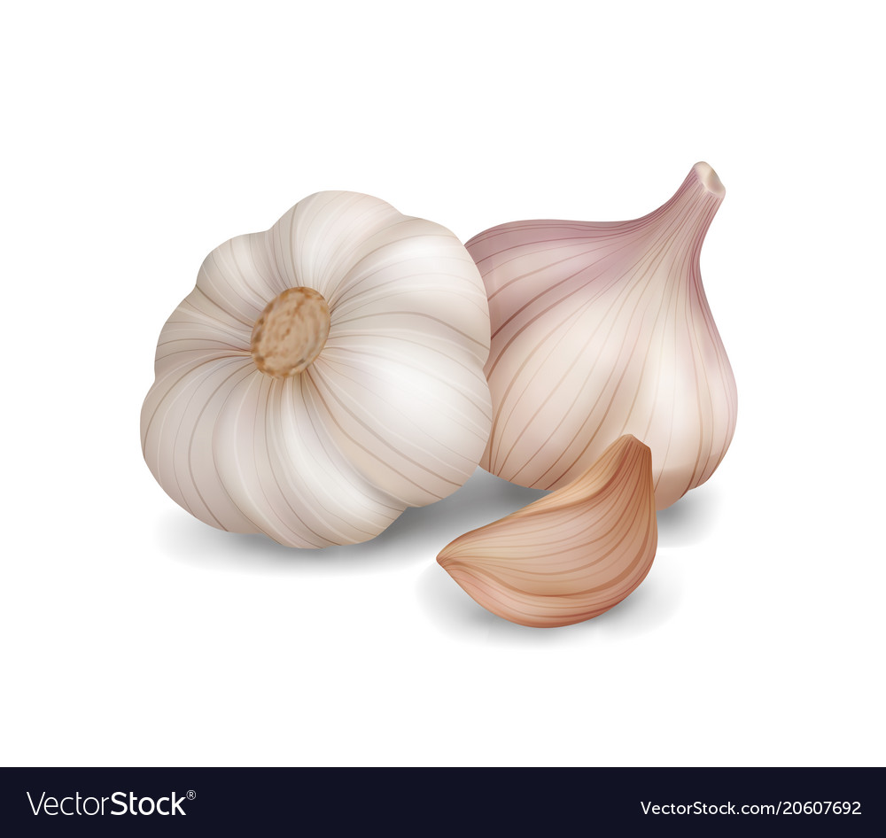 Photo Realistic Garlic On White Background Vector Image