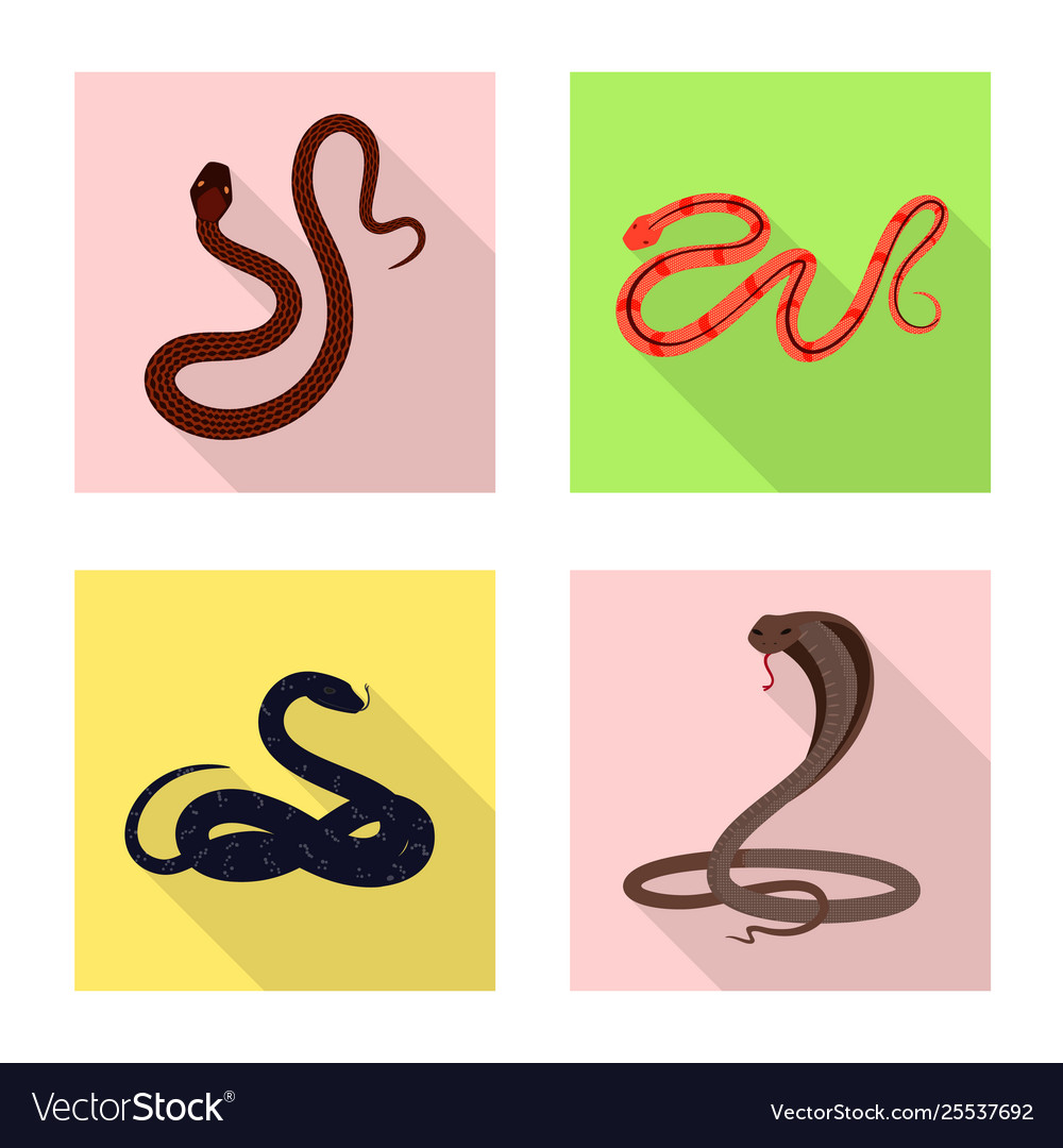 Skin and reptile symbol Royalty Free Vector Image