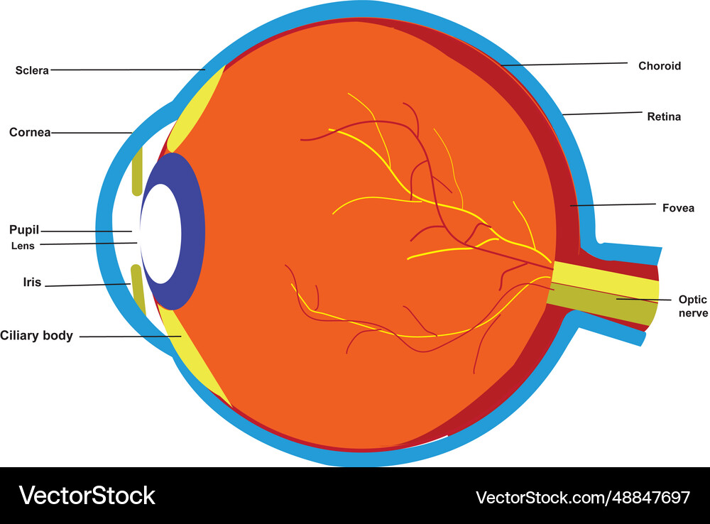 Of human eye anatomy Royalty Free Vector Image