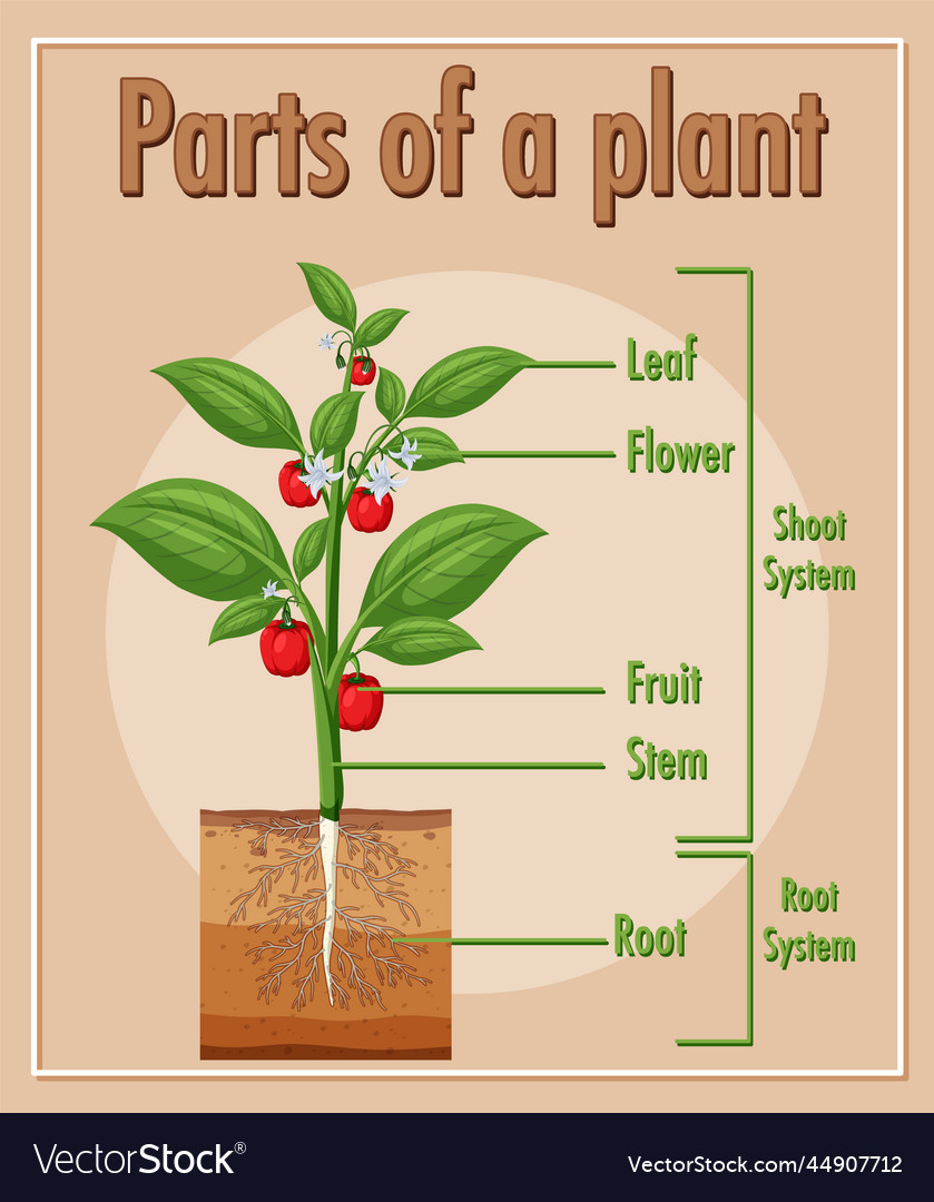 Diagram Showing Parts Of A Plant Royalty Free Vector Image