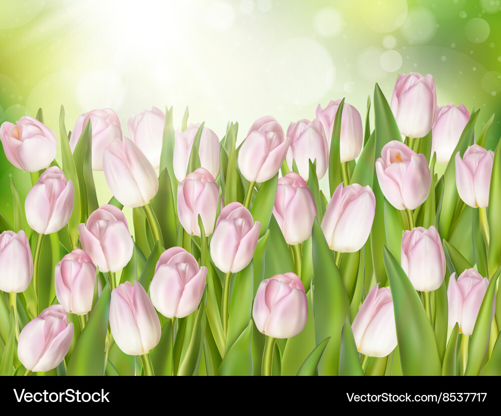 Beautiful pink tulip eps 10 Royalty Free Vector Image