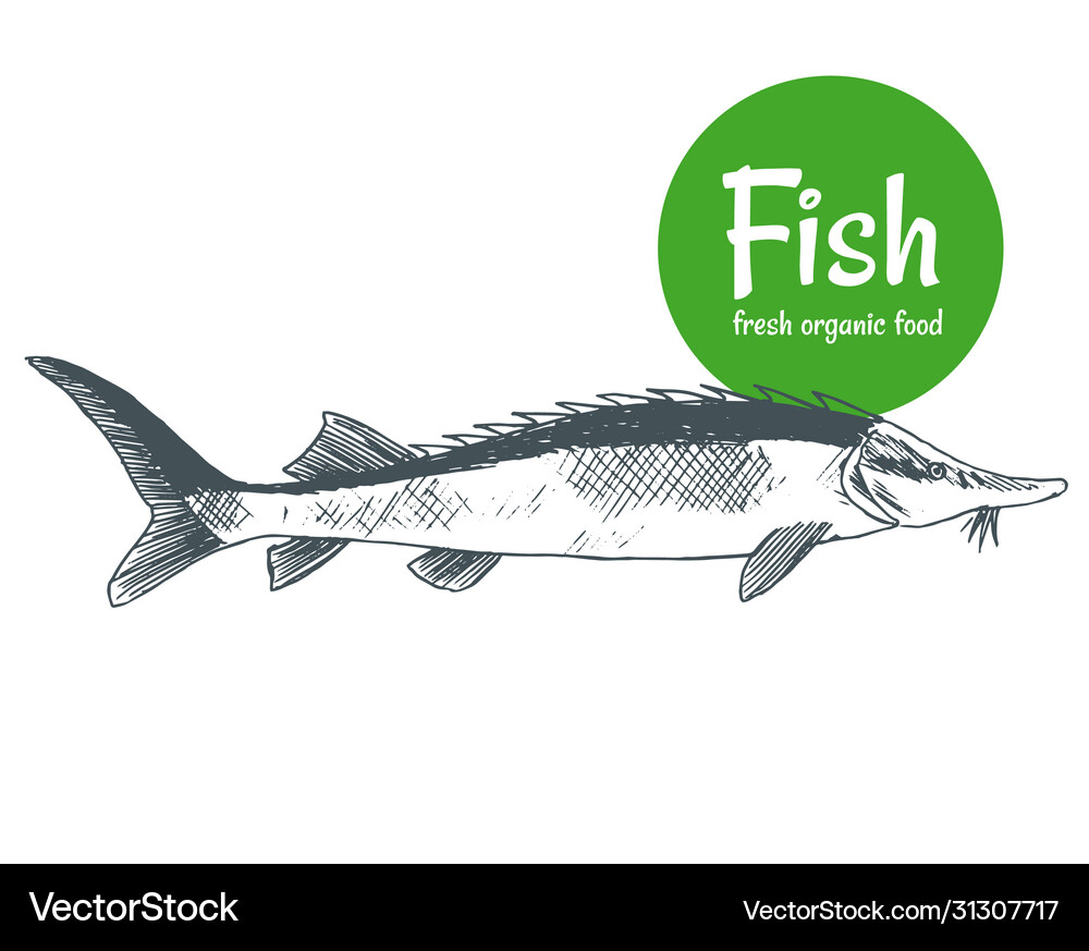 Hand drawn fish and seafood products Royalty Free Vector