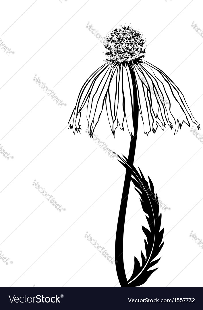 Daisy Royalty Free Vector Image - VectorStock