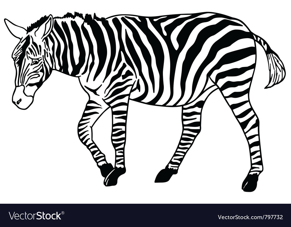 Zebra Royalty Free Vector Image - VectorStock
