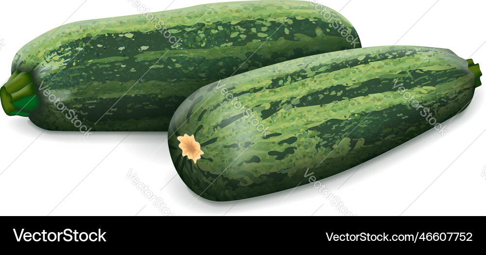 Group of marrow squash or vegetable marrow Vector Image