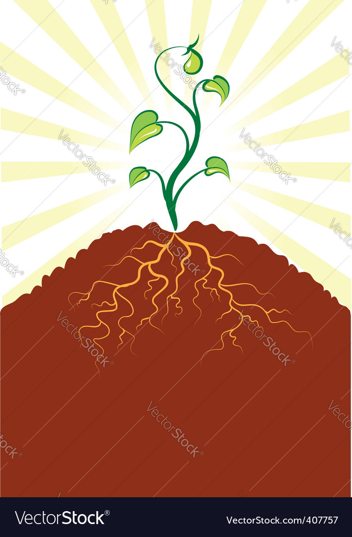 Sprout Royalty Free Vector Image - VectorStock