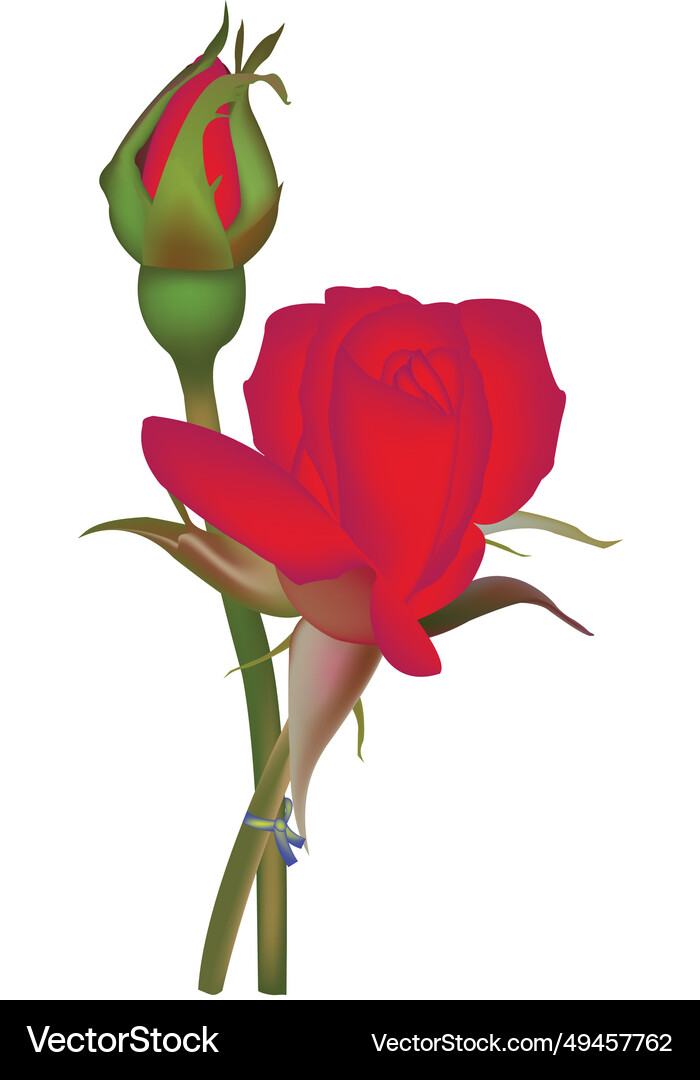 Beautiful red rose isolated on white background Vector Image