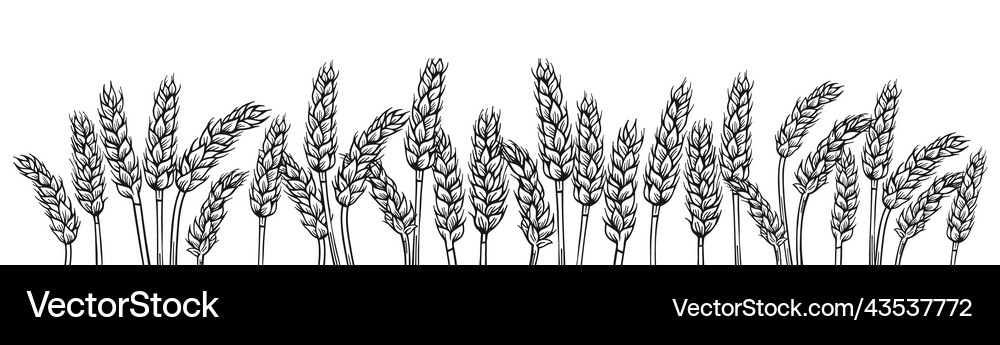 Wheat Vector Border Wheat Border Clipart Vector Wheat Logo Png