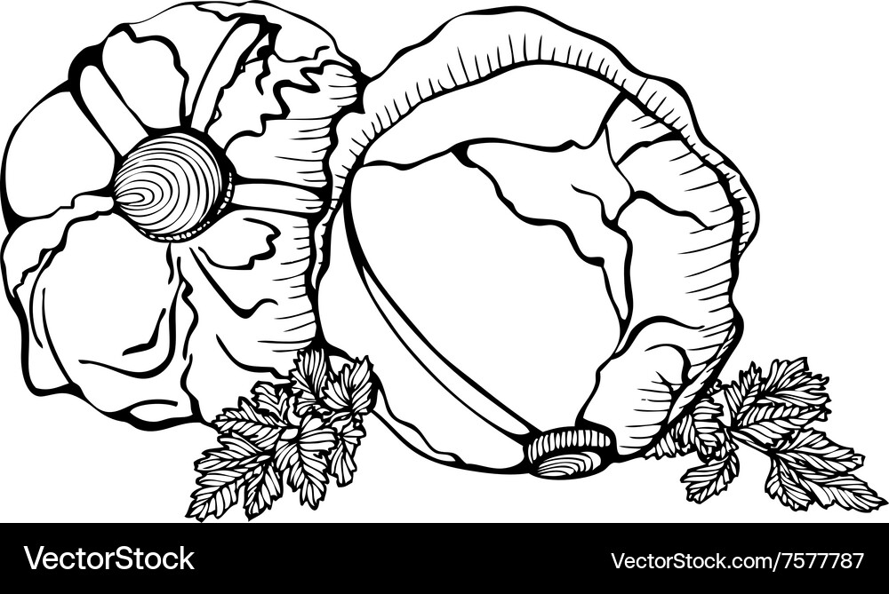 Monochrome drawing of cabbages Royalty Free Vector Image