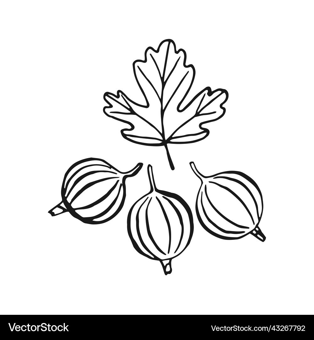 Gooseberry hand drawn converted Royalty Free Vector Image