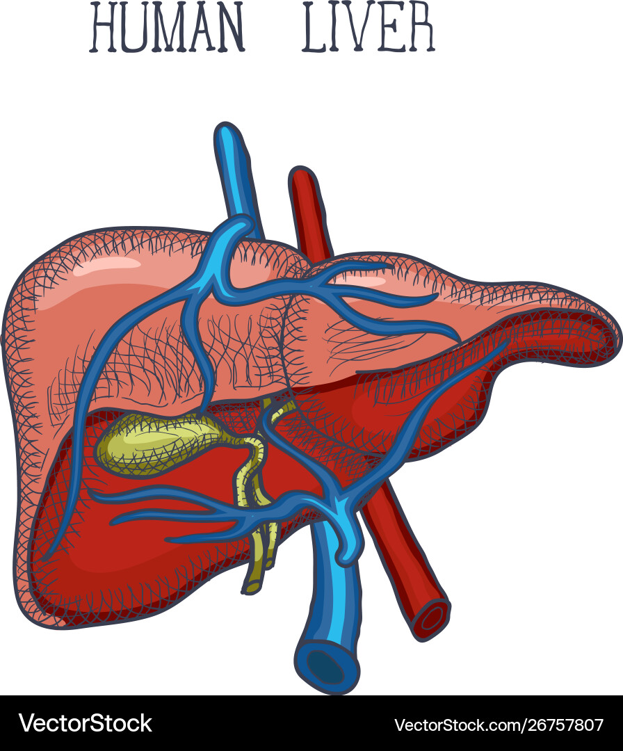 Human Liver Diagram Drawing