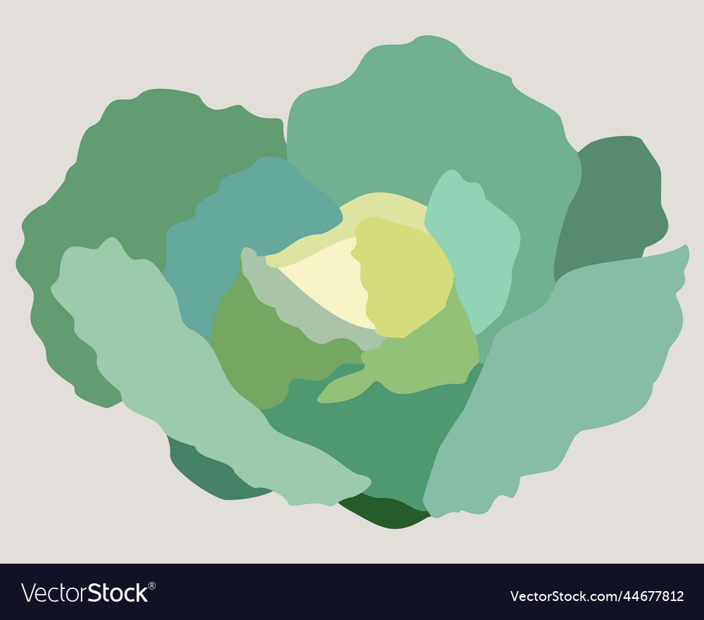 Cabbage Royalty Free Vector Image - VectorStock
