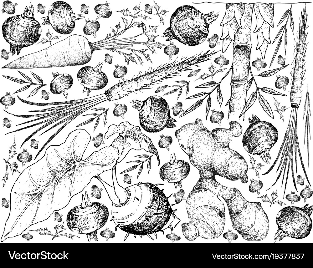 Hand drawn of root and tuberous vegetables Vector Image